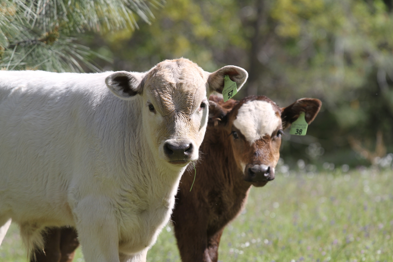 About Us - Painter Cattle